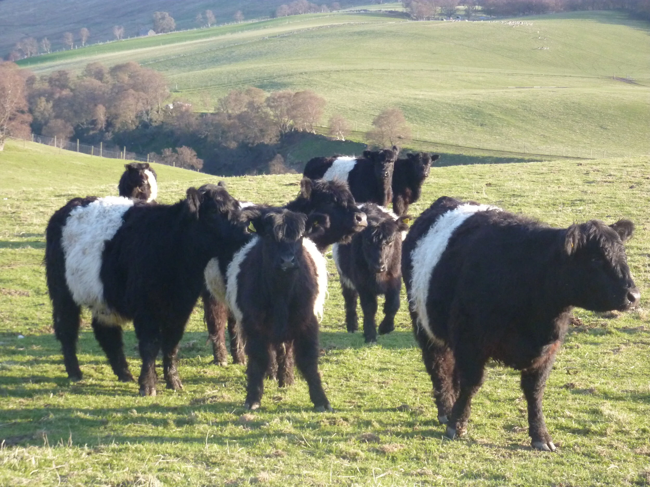 Livestock — Wild Farm