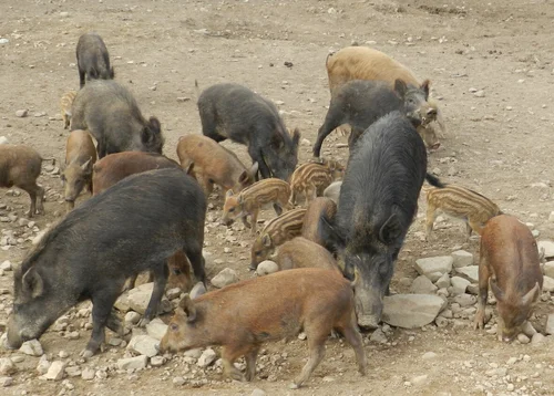 Livestock — Wild Farm