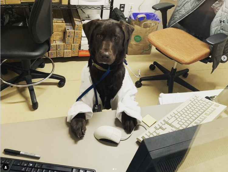Spay and Neuter — KARMA rescue