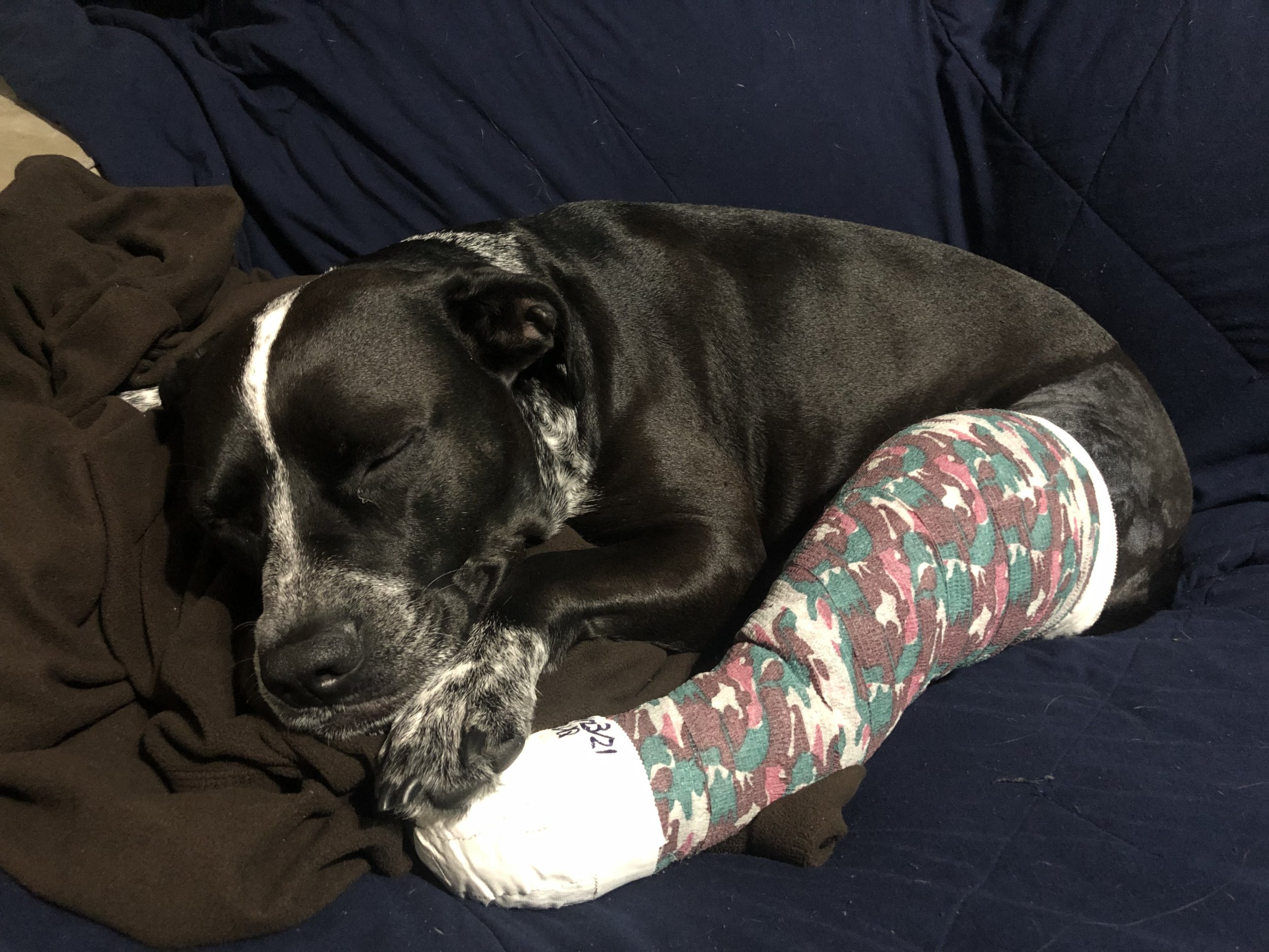 Veterinary Care — KARMA rescue