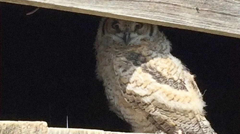 Howling Owl Art Studio