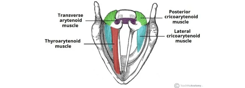 Passaggio and Register in the Singing Voice — Timbre and Orchestration ...