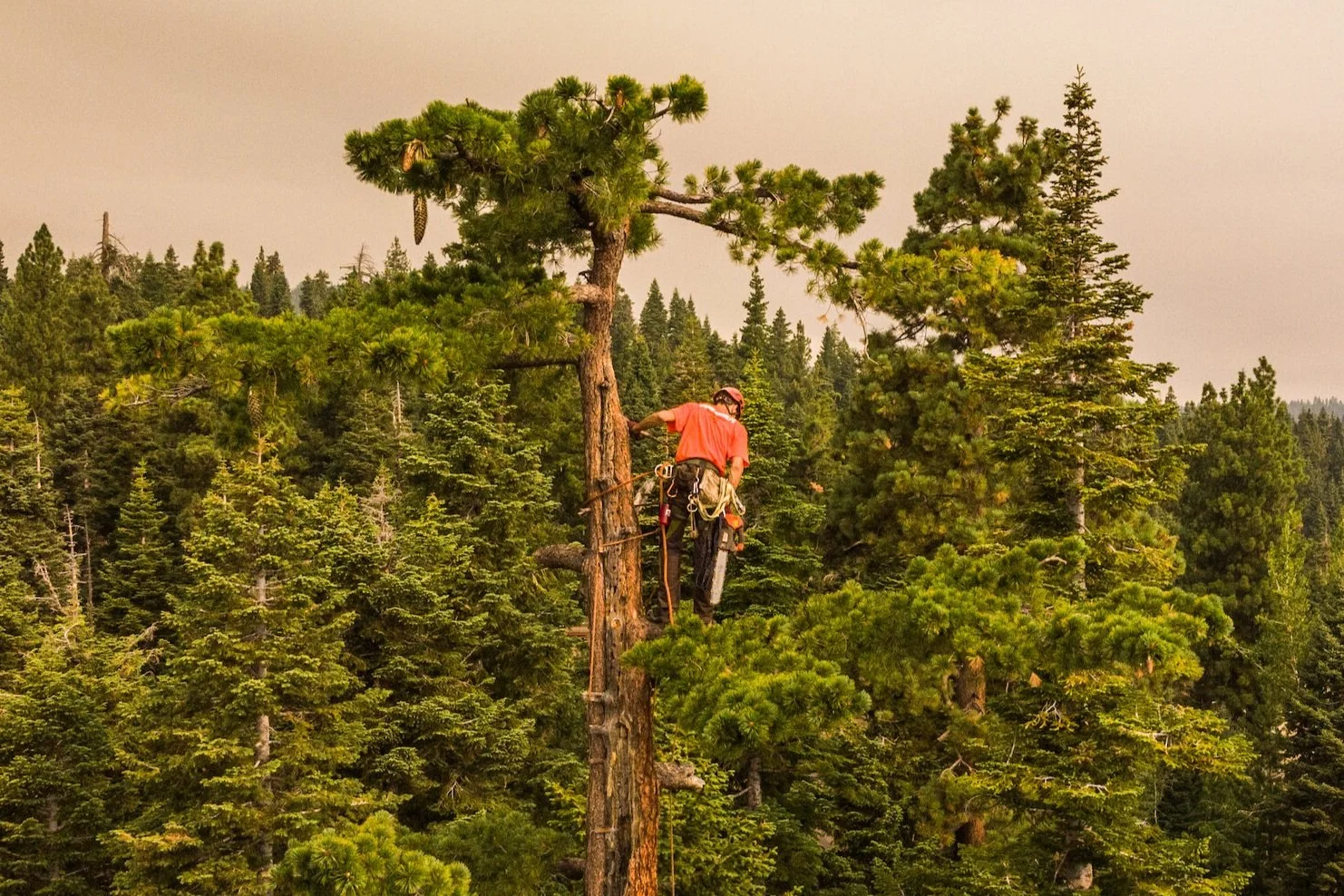 Estate Tree Services