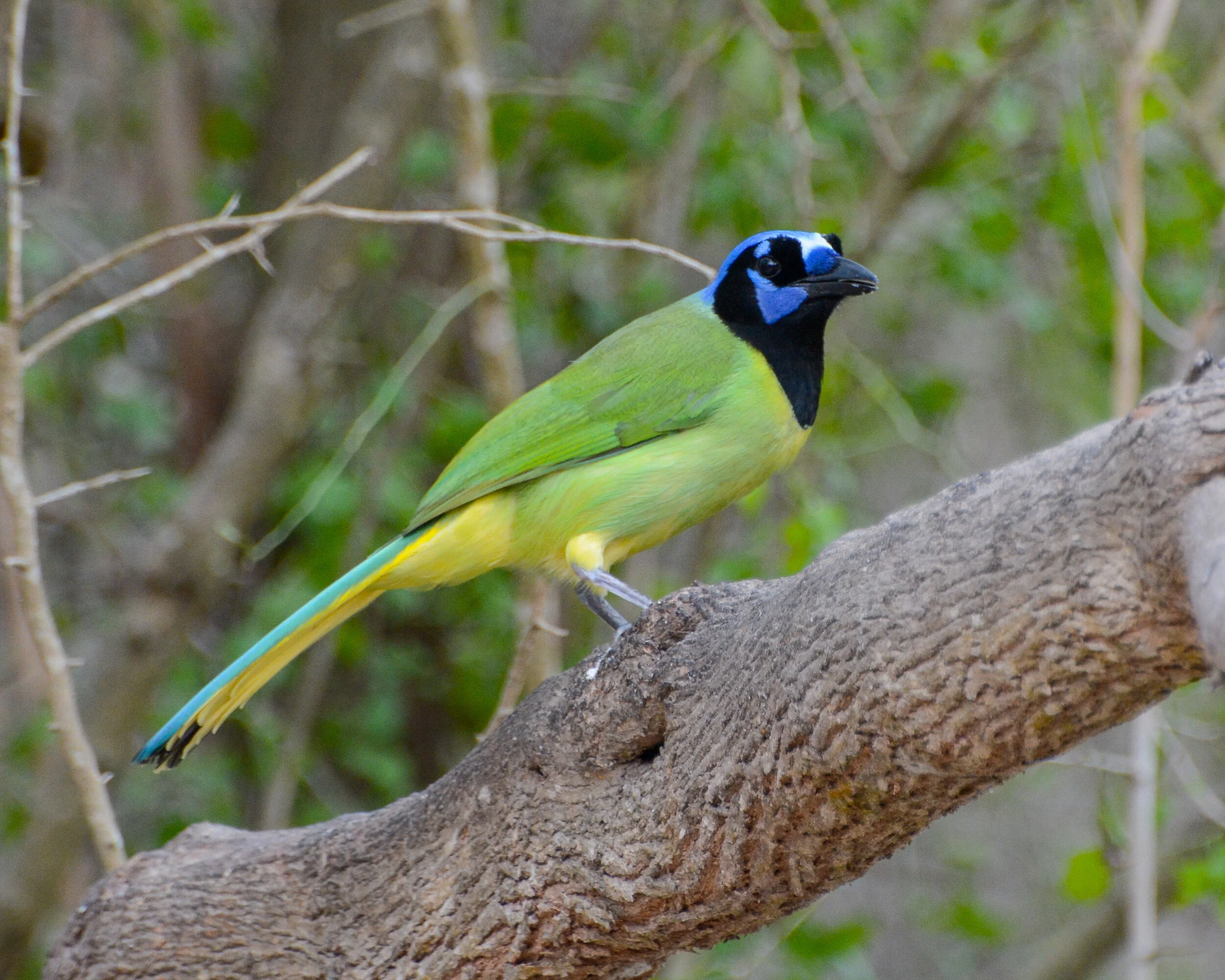 Green Jay Bird