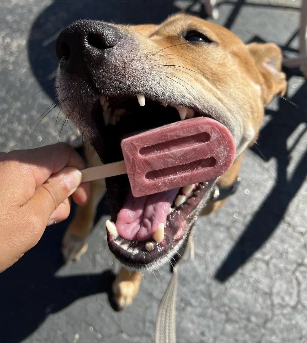 General 2 — freshchef