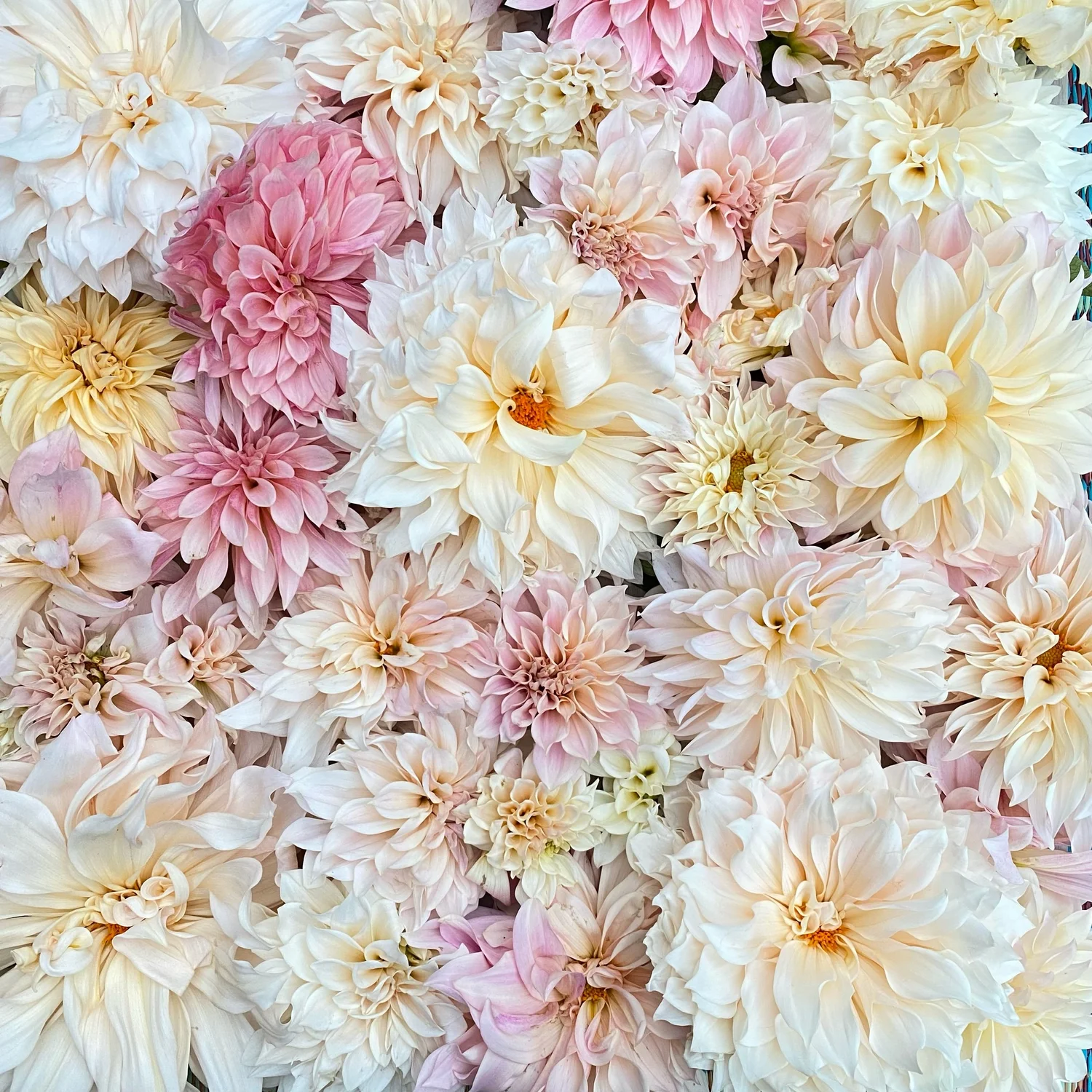 Hazel & Goose | Urban Flower Farm & Floral Creations | White Bear Lake, MN