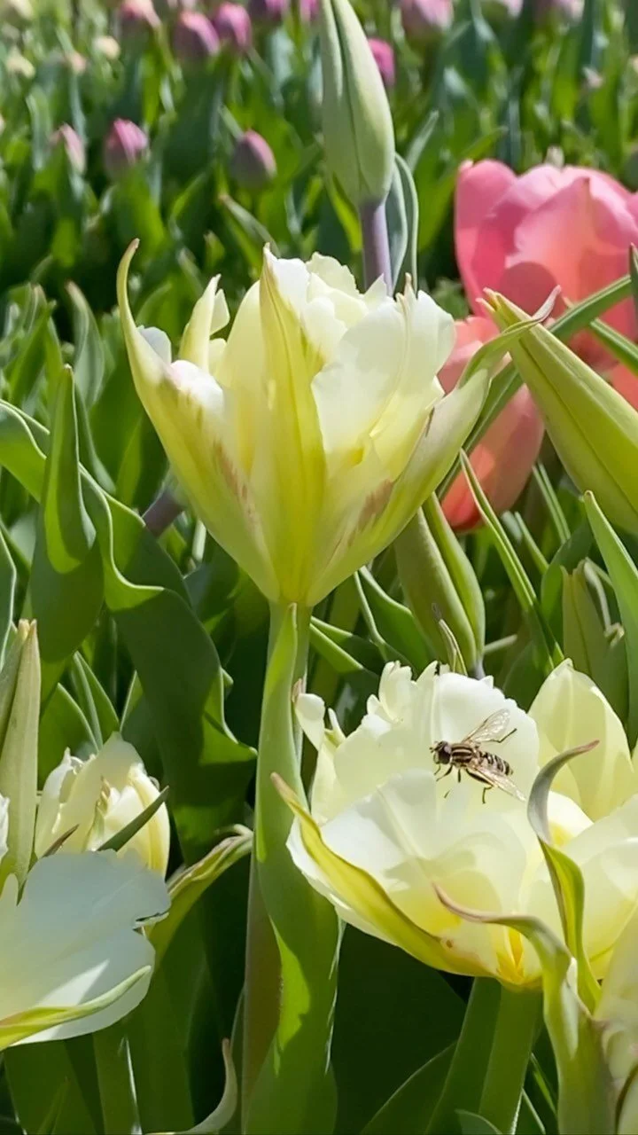 Hazel & Goose | Urban Flower Farm & Floral Creations | White Bear Lake, MN