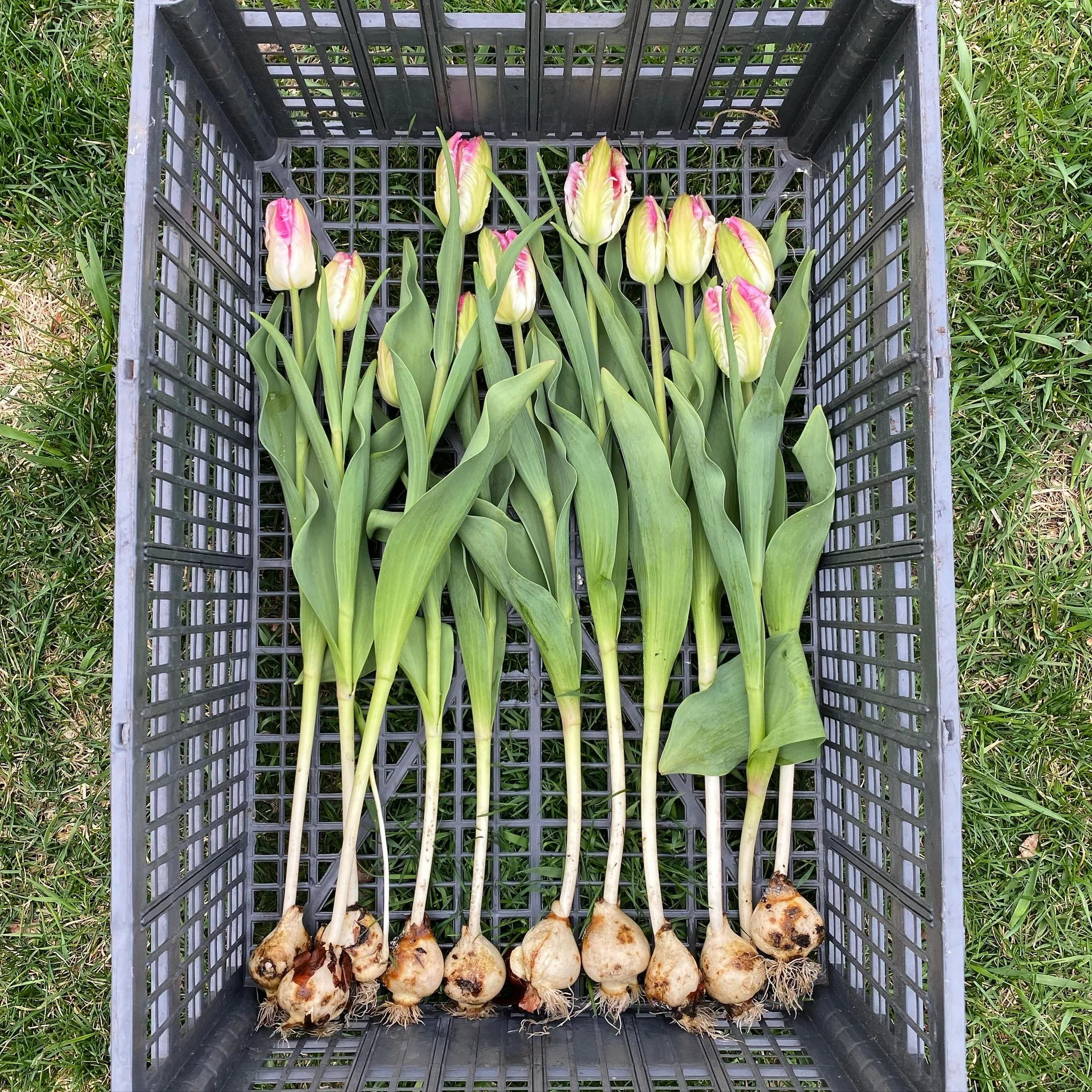 Hazel & Goose | Urban Flower Farm & Floral Creations | White Bear Lake, MN