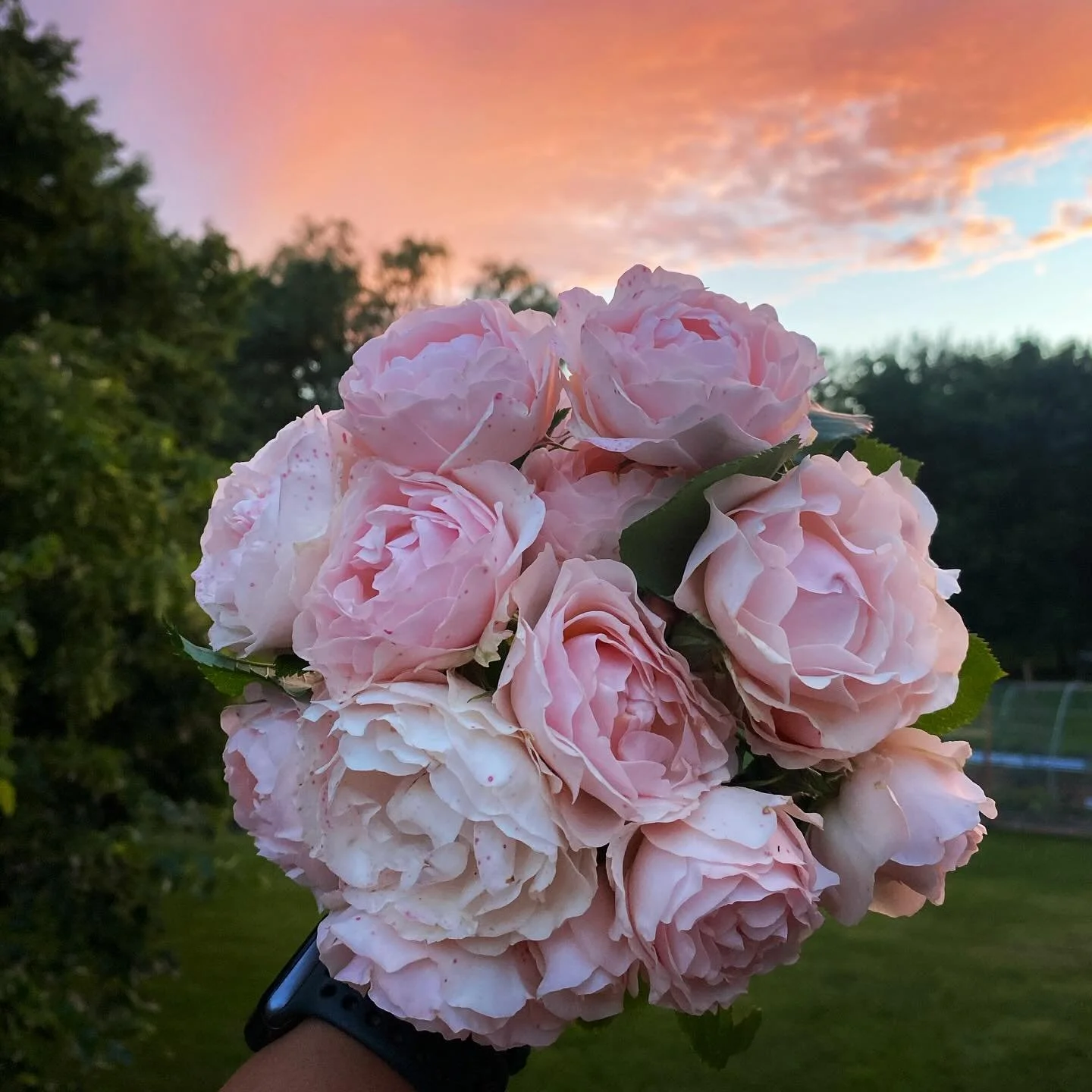 Hazel & Goose | Urban Flower Farm & Floral Creations | White Bear Lake, MN