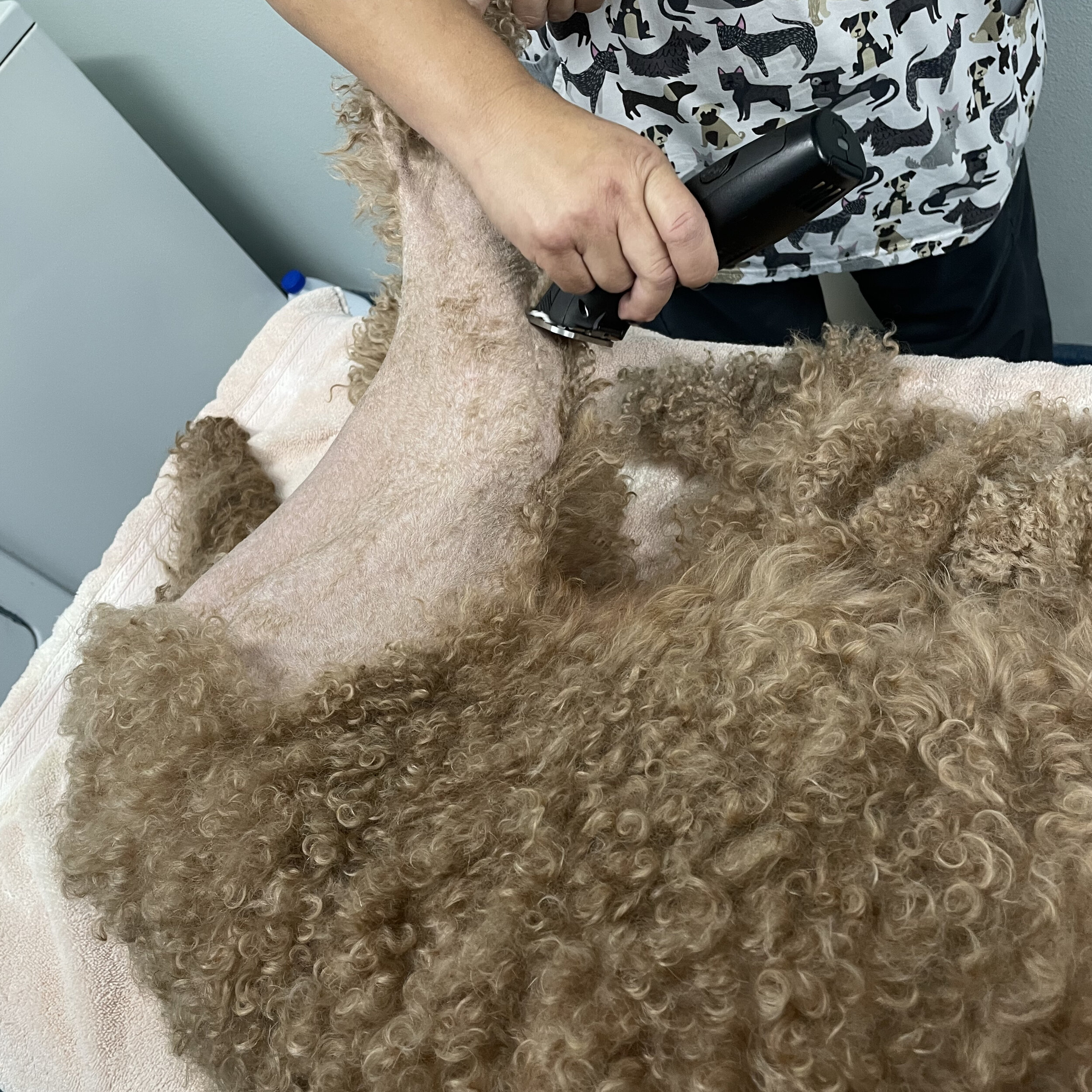 What happens behind the scenes of a TPLO surgery? | Fundraising For Pet ...