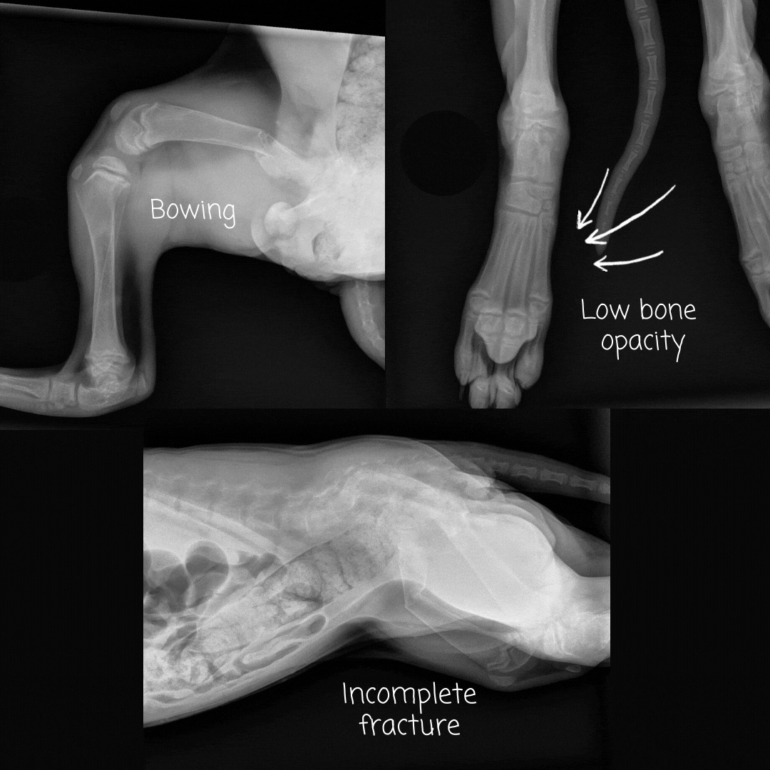 Nutritional bone disorder: How Sophie the Wonder Dog inspired us all ...