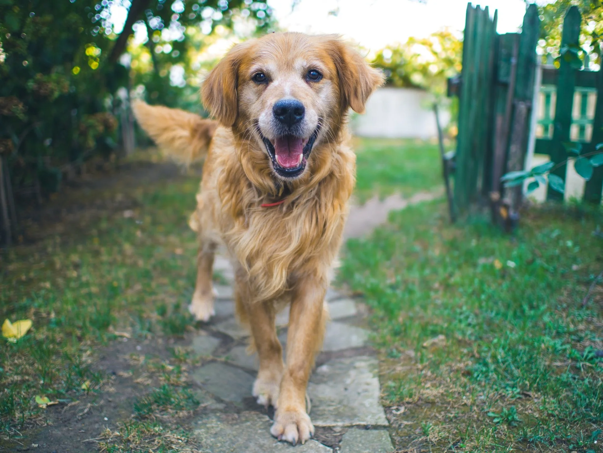 How to Keep Your Arthritic Dog Active and Engaged | Fundraising For Pet ...
