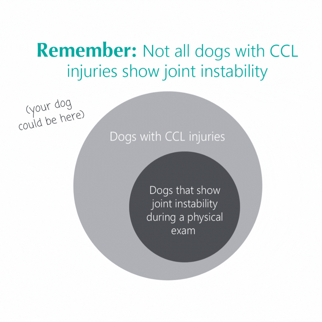 How can I tell if my dog has a CCL injury? | Fundraising For Pet ...