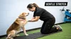 A Guide to Canine Physical Therapy Exercises at Home | Fundraising For ...