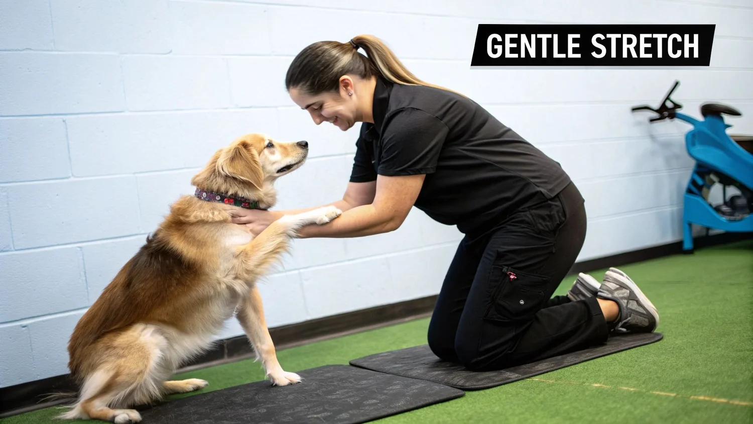 A Guide to Canine Physical Therapy Exercises at Home | Fundraising For ...