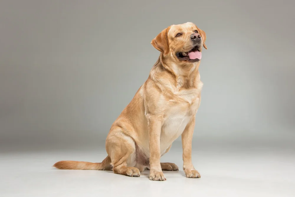 Guide to Understanding and Treating Canine CCL Injuries | Fundraising ...