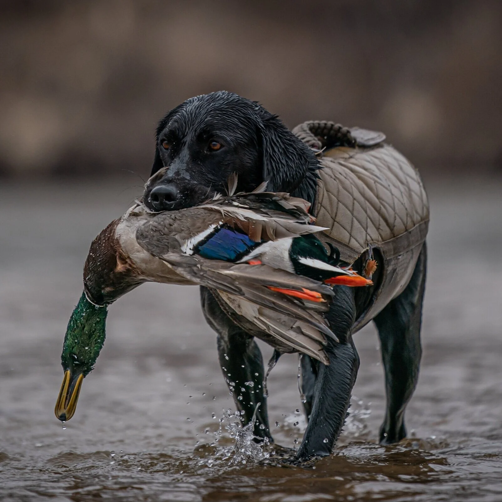 Guided Kansas Waterfowl Hunts | Skeen Gundogs & Outfitters
