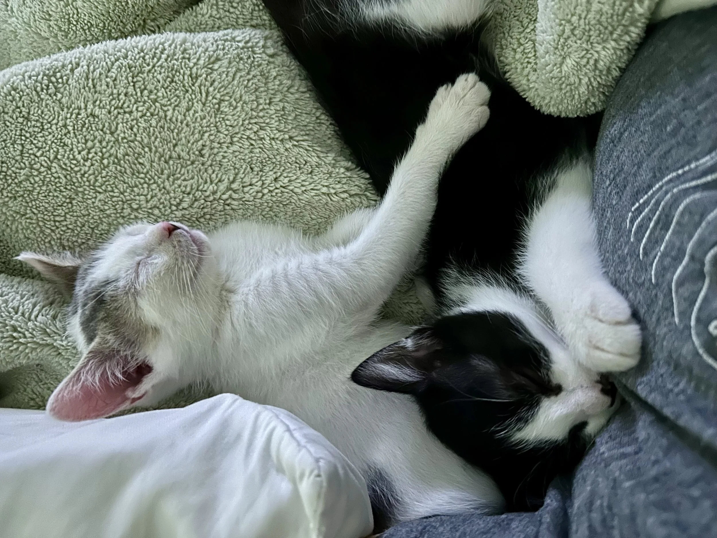 Gizmo and Yoda — Catmosphere Laguna Foundation