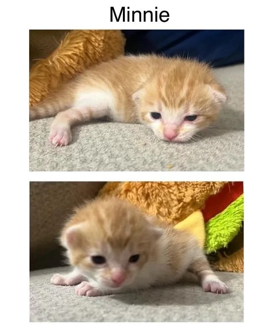 Cleo — Catmosphere Laguna Foundation