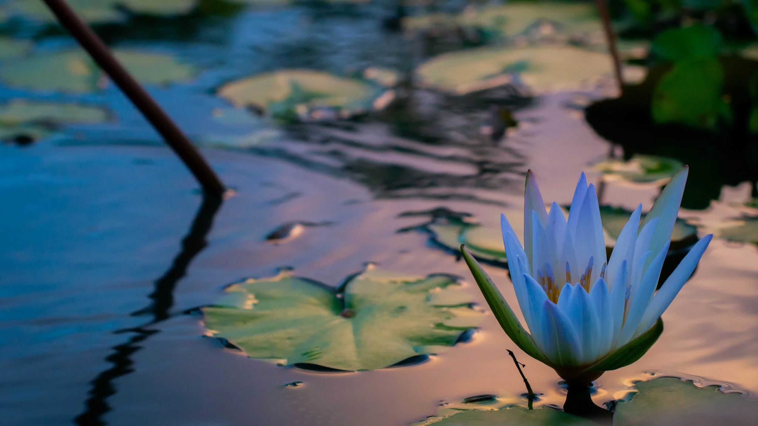 History of Floral Design: Ancient Egypt — BloomingBlossoms.co