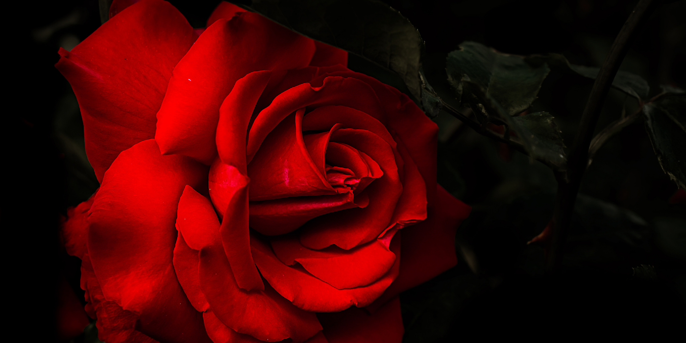 Valentine's Day 2026 — Sophia Loren House Hong Kong