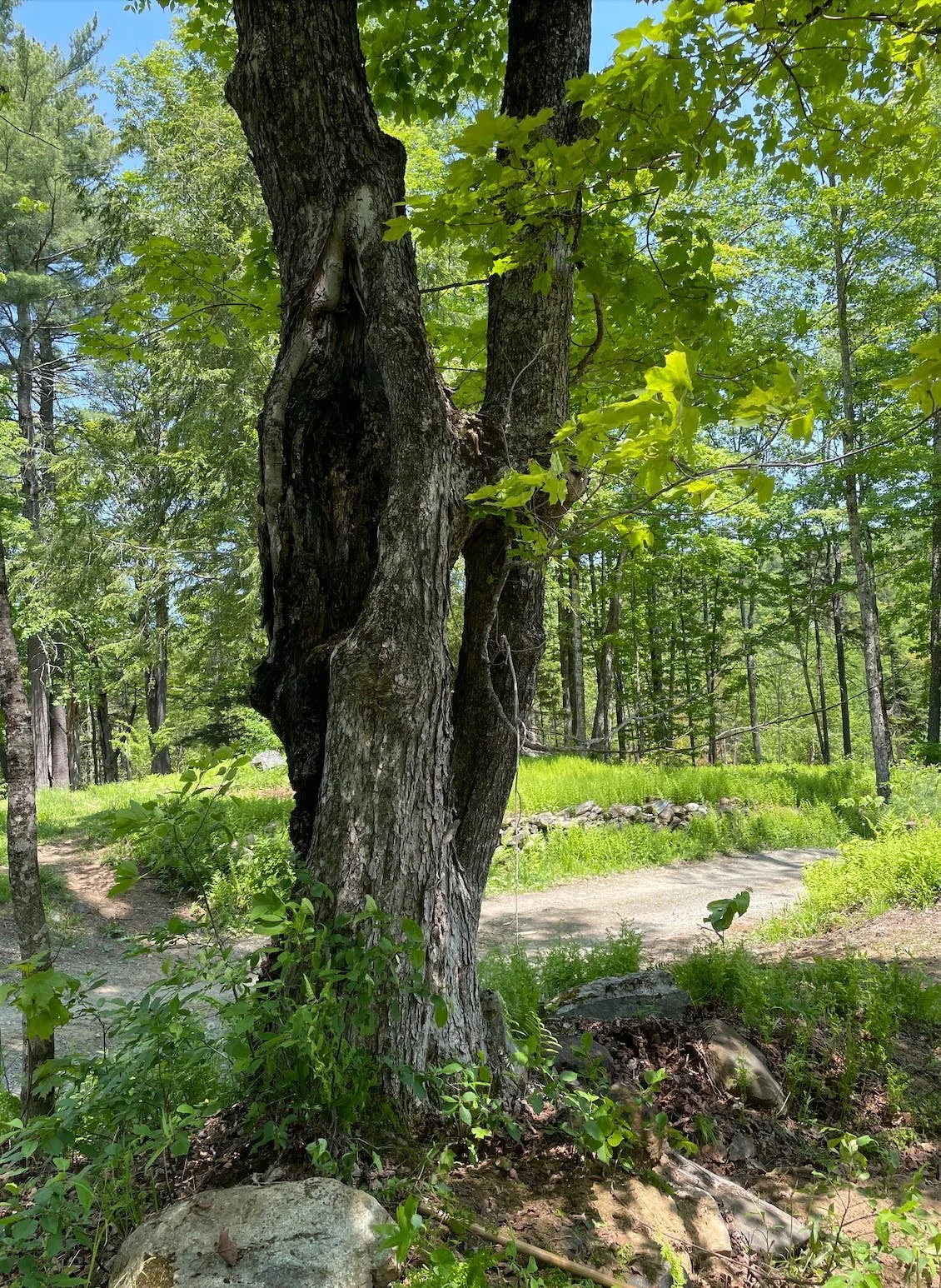 New laws protect healthcare access — Tristan Roberts