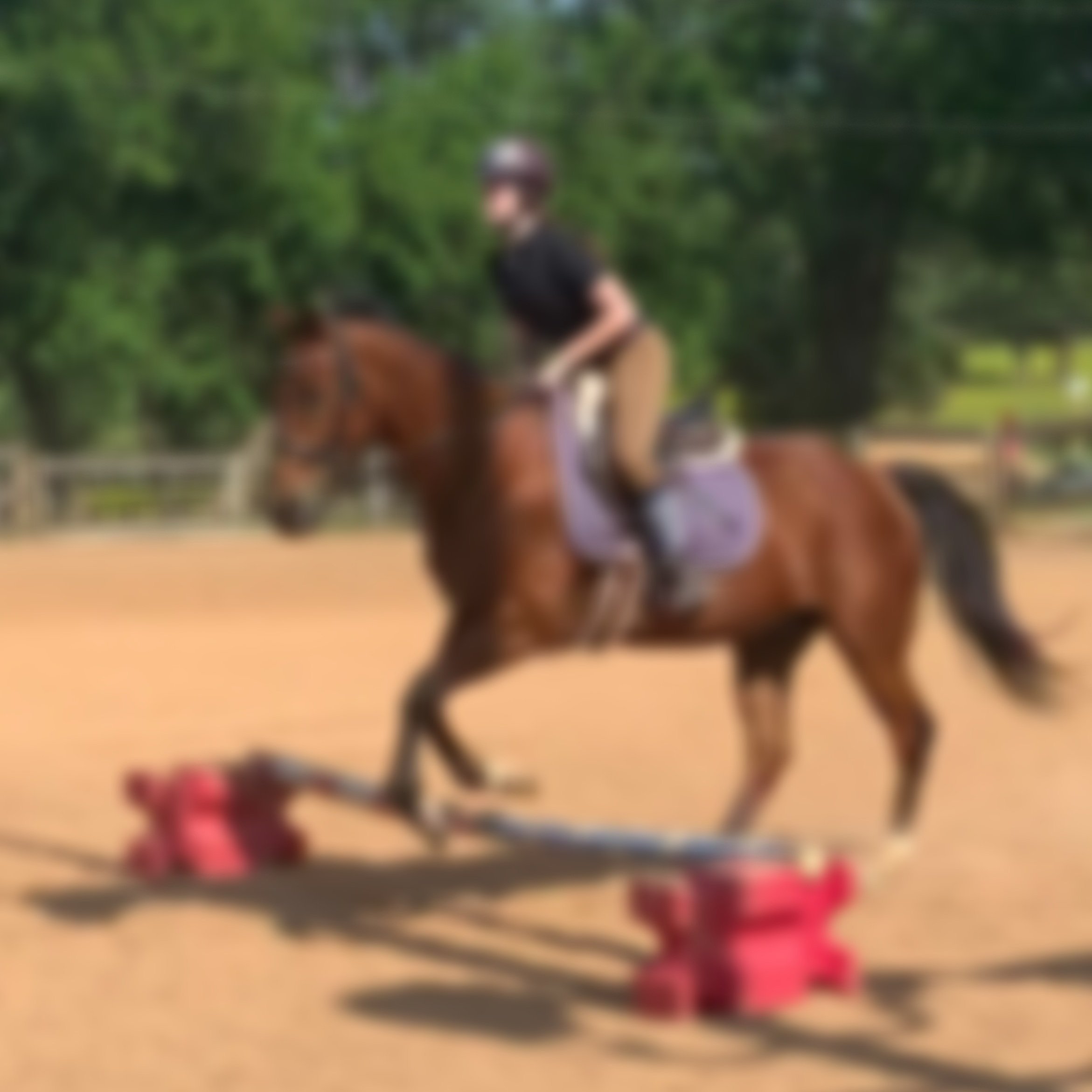 WOODLAND HORSE CENTER