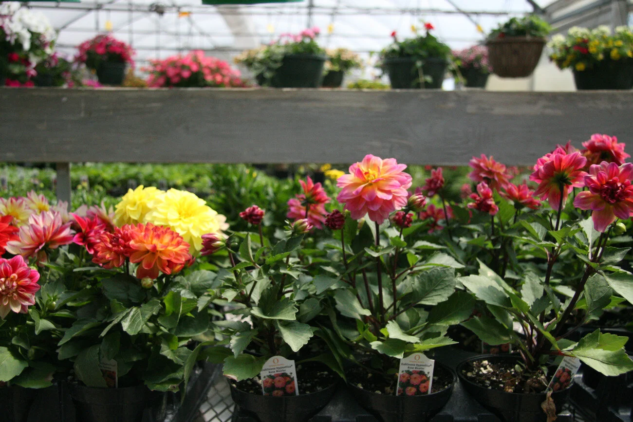 Farmington Greenhouse MN