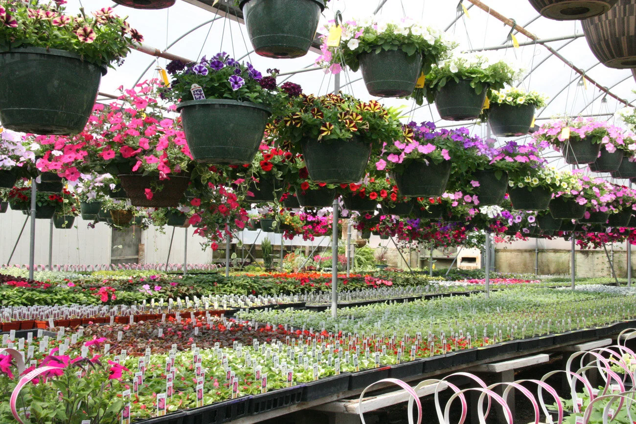 Annuals — Farmington Greenhouse MN