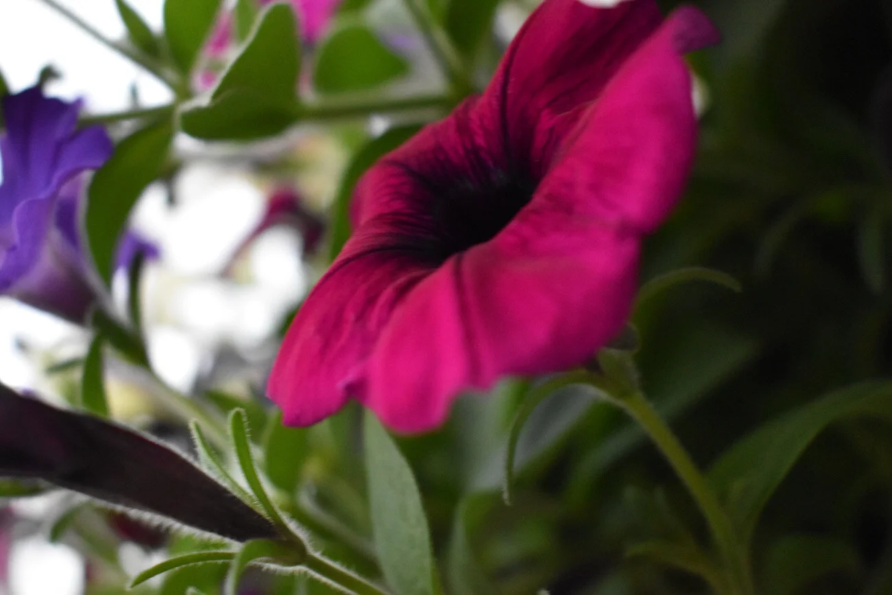 Annuals — Farmington Greenhouse MN
