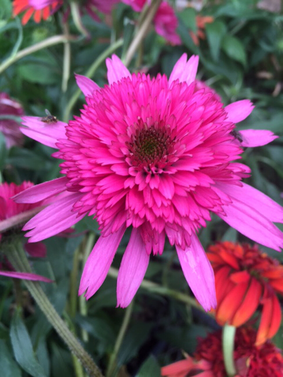 Perennials — Farmington Greenhouse MN