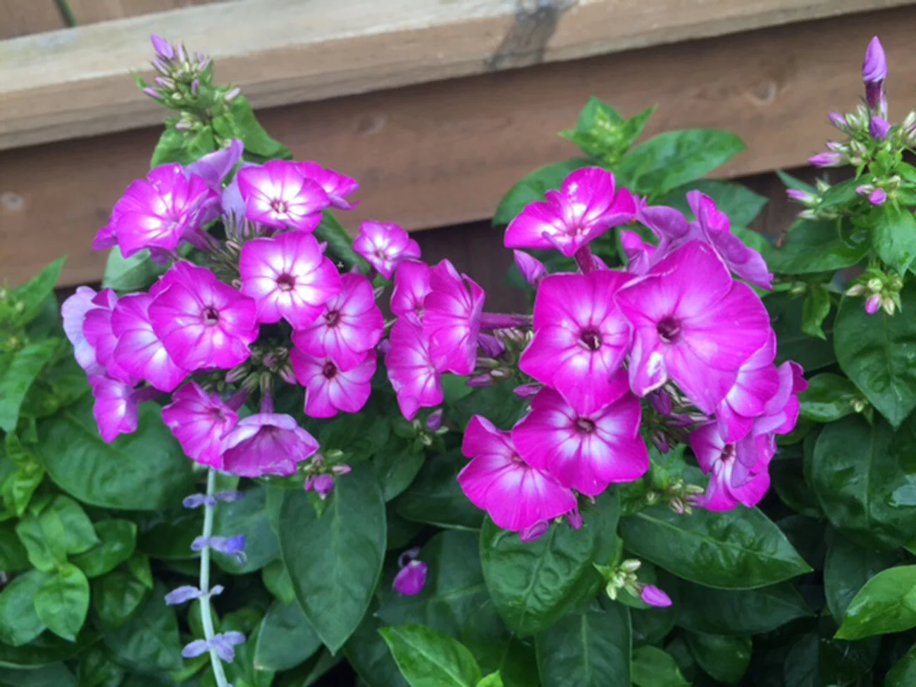 Perennials — Farmington Greenhouse MN