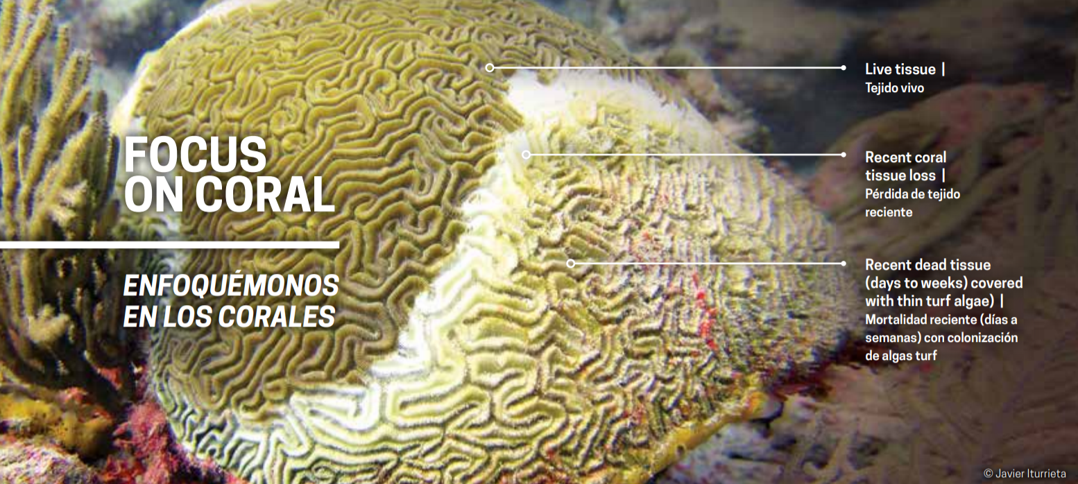 Brain Coral Diagram