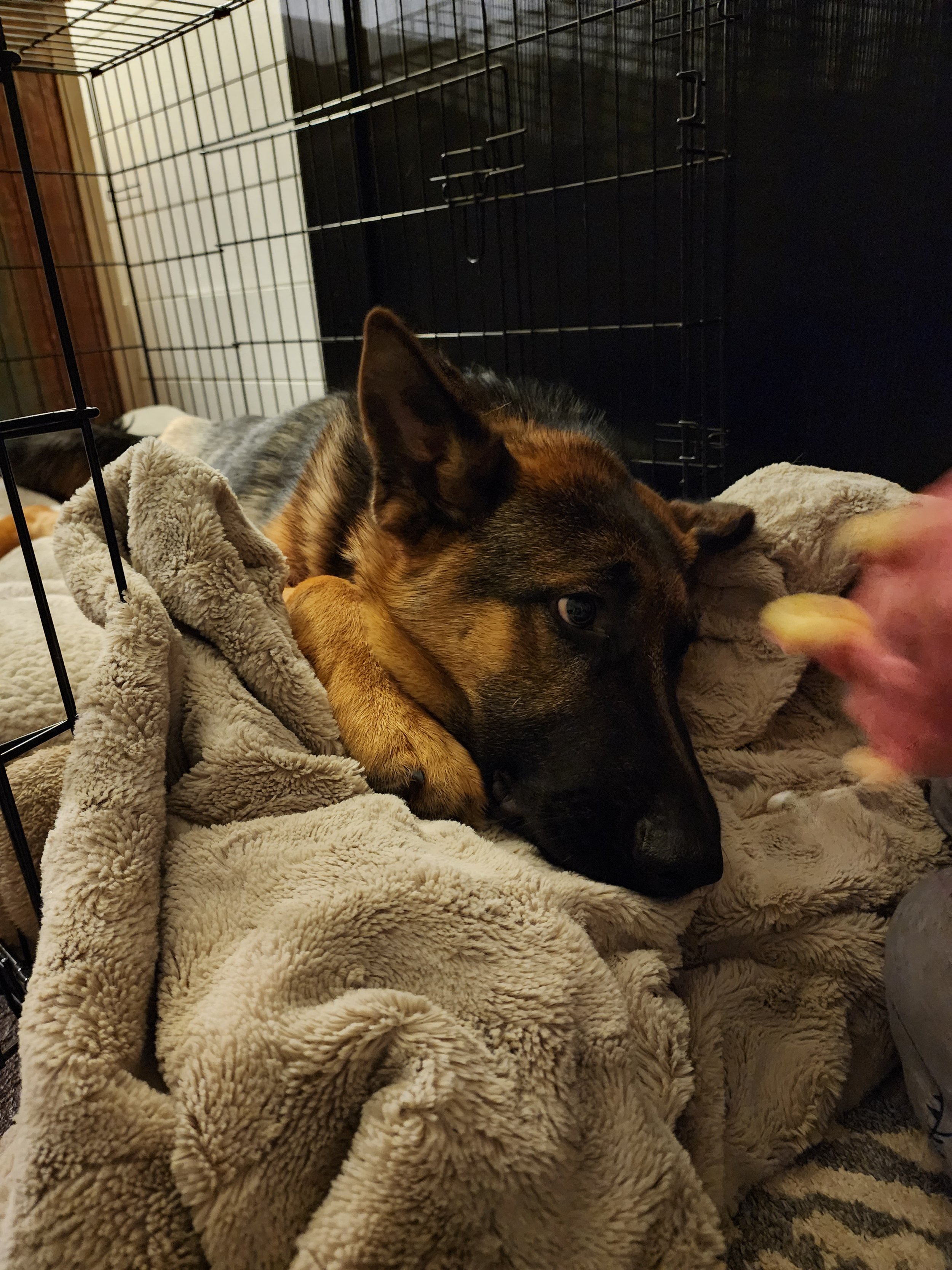 Santa Barbara County Animal Care Foundation