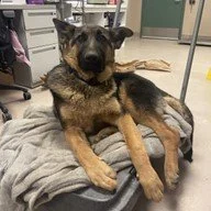 Santa Barbara County Animal Care Foundation