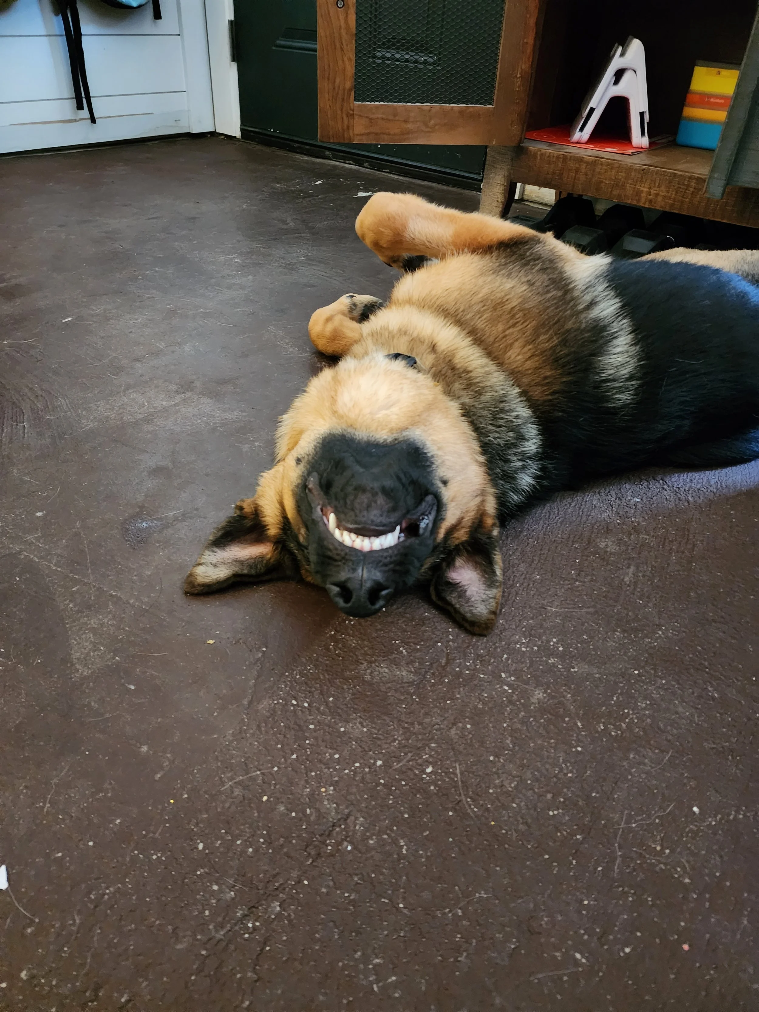 Santa Barbara County Animal Care Foundation