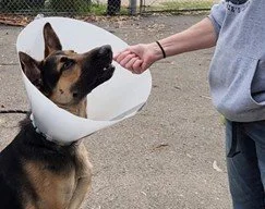 Santa Barbara County Animal Care Foundation