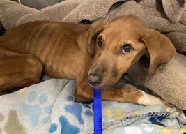 Santa Barbara County Animal Care Foundation
