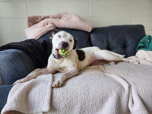 Santa Barbara County Animal Care Foundation