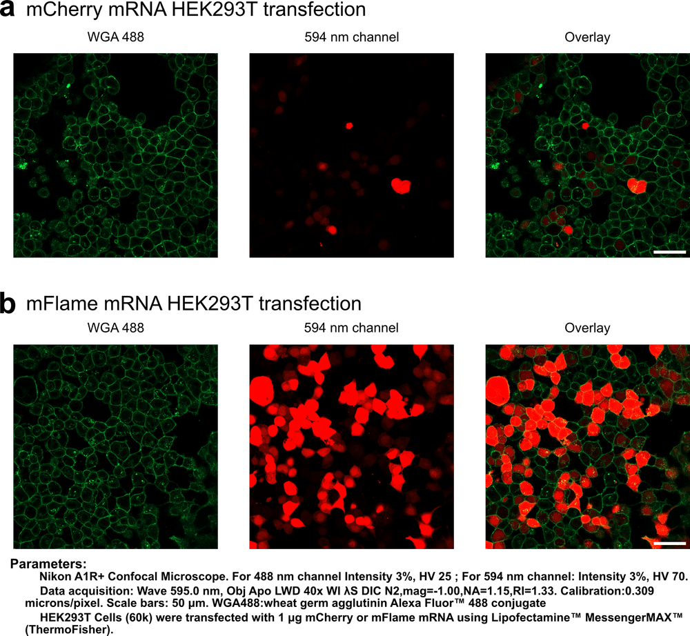 Reporter mRNA (egfp, luciferase, mFlame, prime editing, cas mrna ...