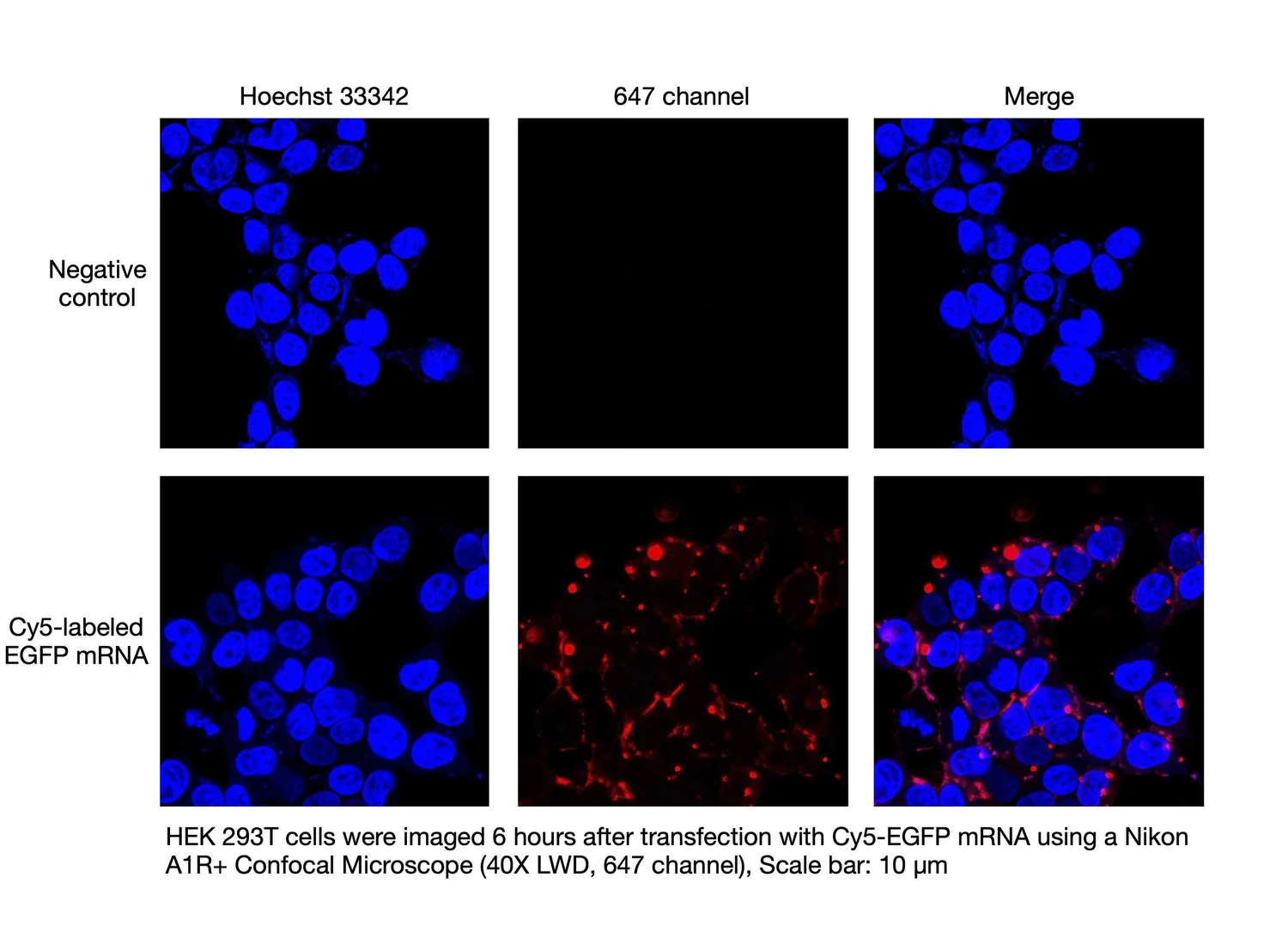 Reporter mRNA (egfp, luciferase, mFlame, prime editing, cas mrna) — Messenger Bio