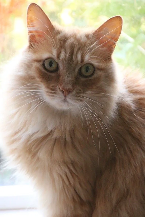 Cat Grooming — Cathie’s Cat Grooming and Feline Behaviour.