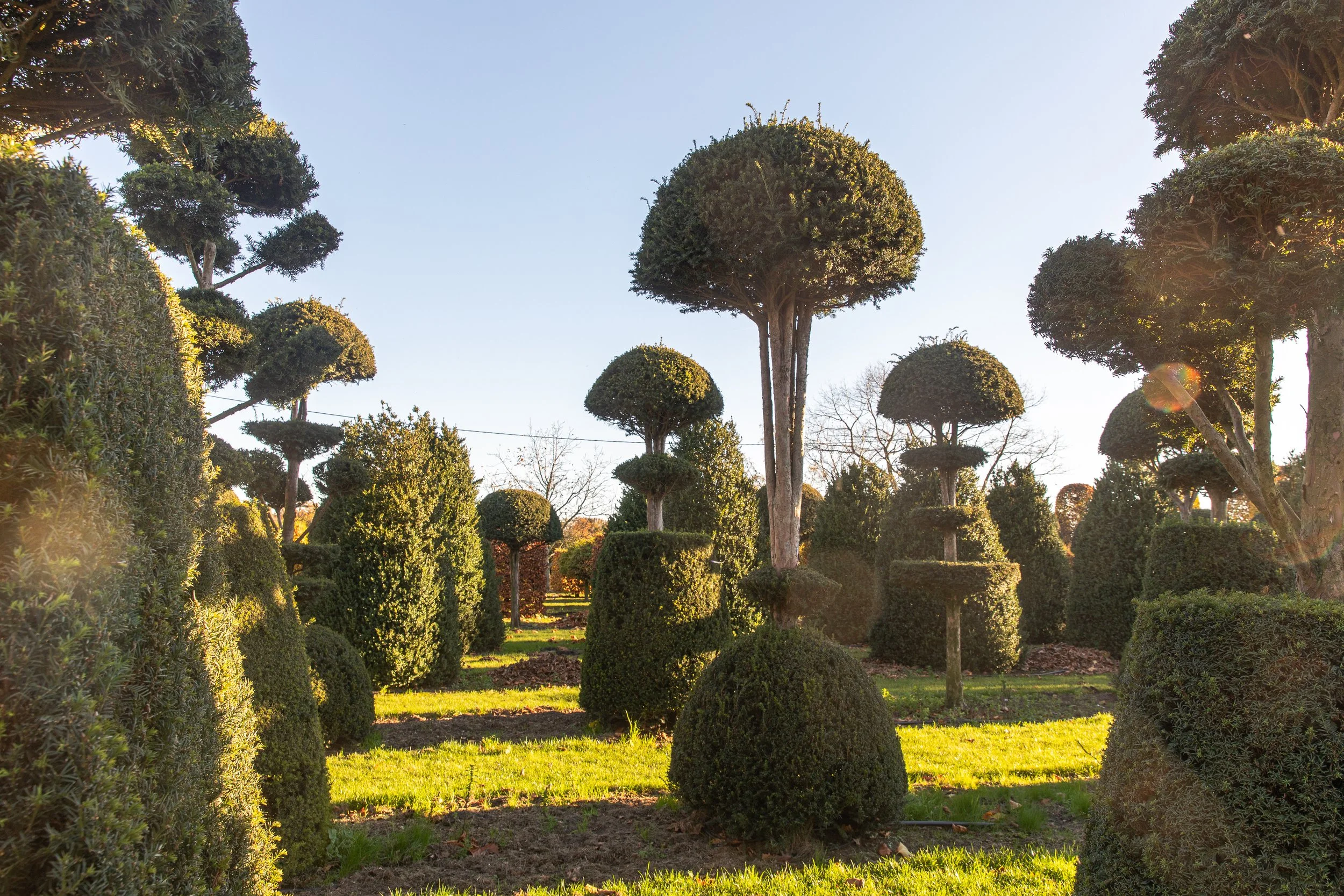 Boomkwekerij Jef Cools - an arboriculturist with a very special passion ...