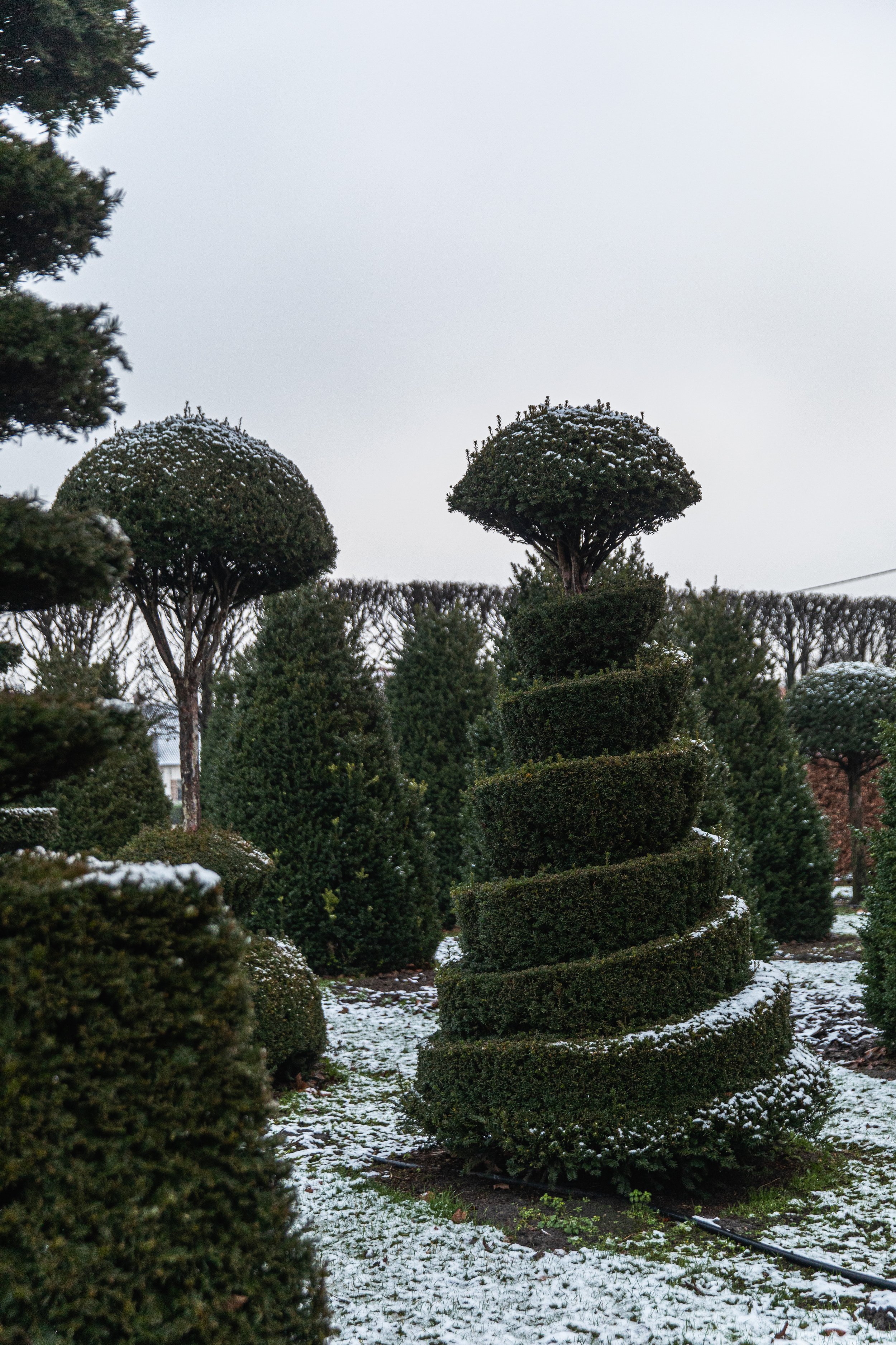Boomkwekerij Jef Cools - an arboriculturist with a very special passion ...