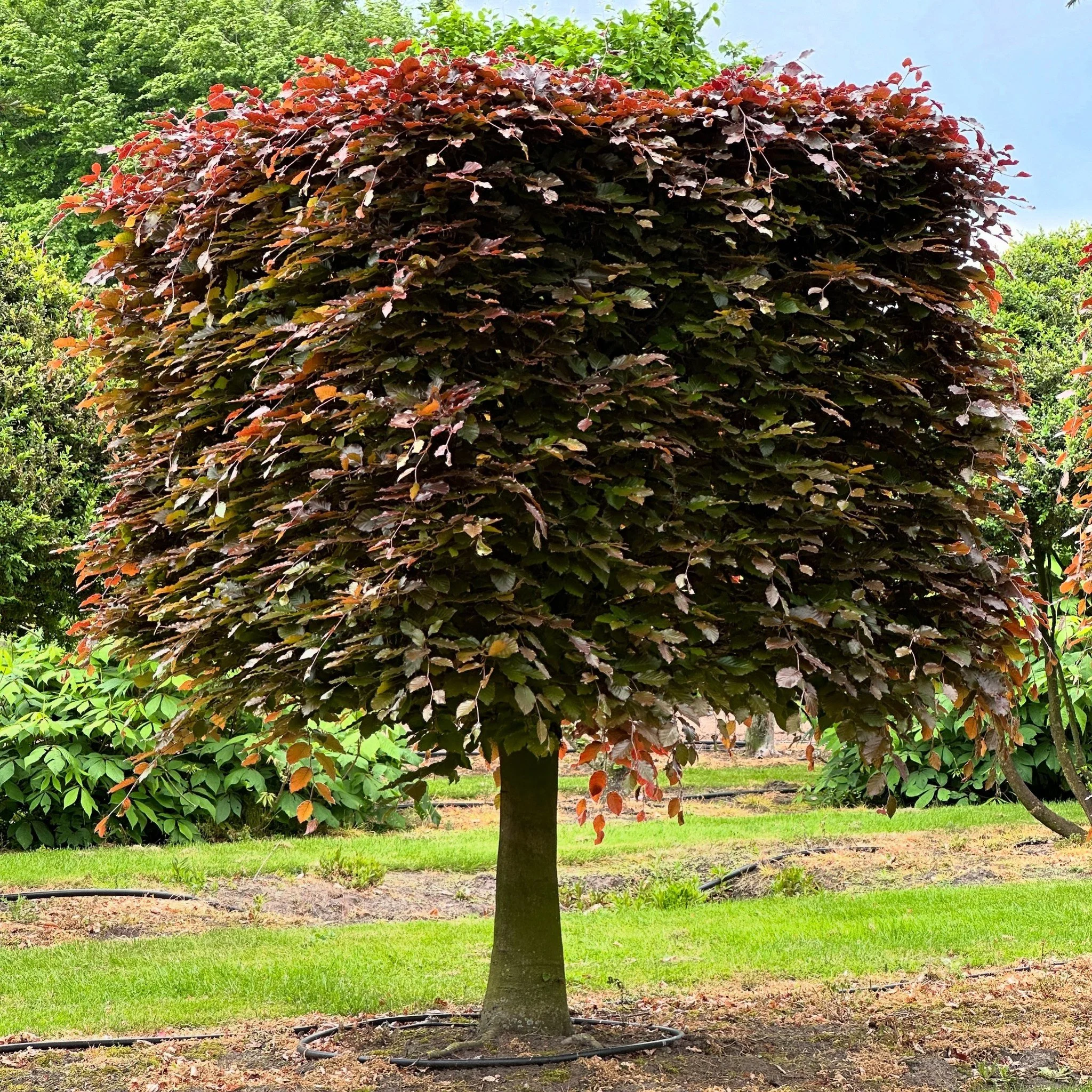 Boomkwekerij Jef Cools - an arboriculturist with a very special passion ...