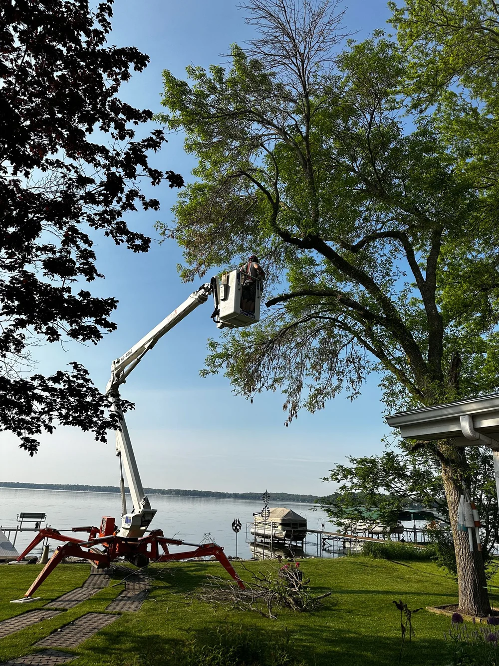 Tree Removal, Trimming, Pruning | Nikolas Tree Service | Madison, WI