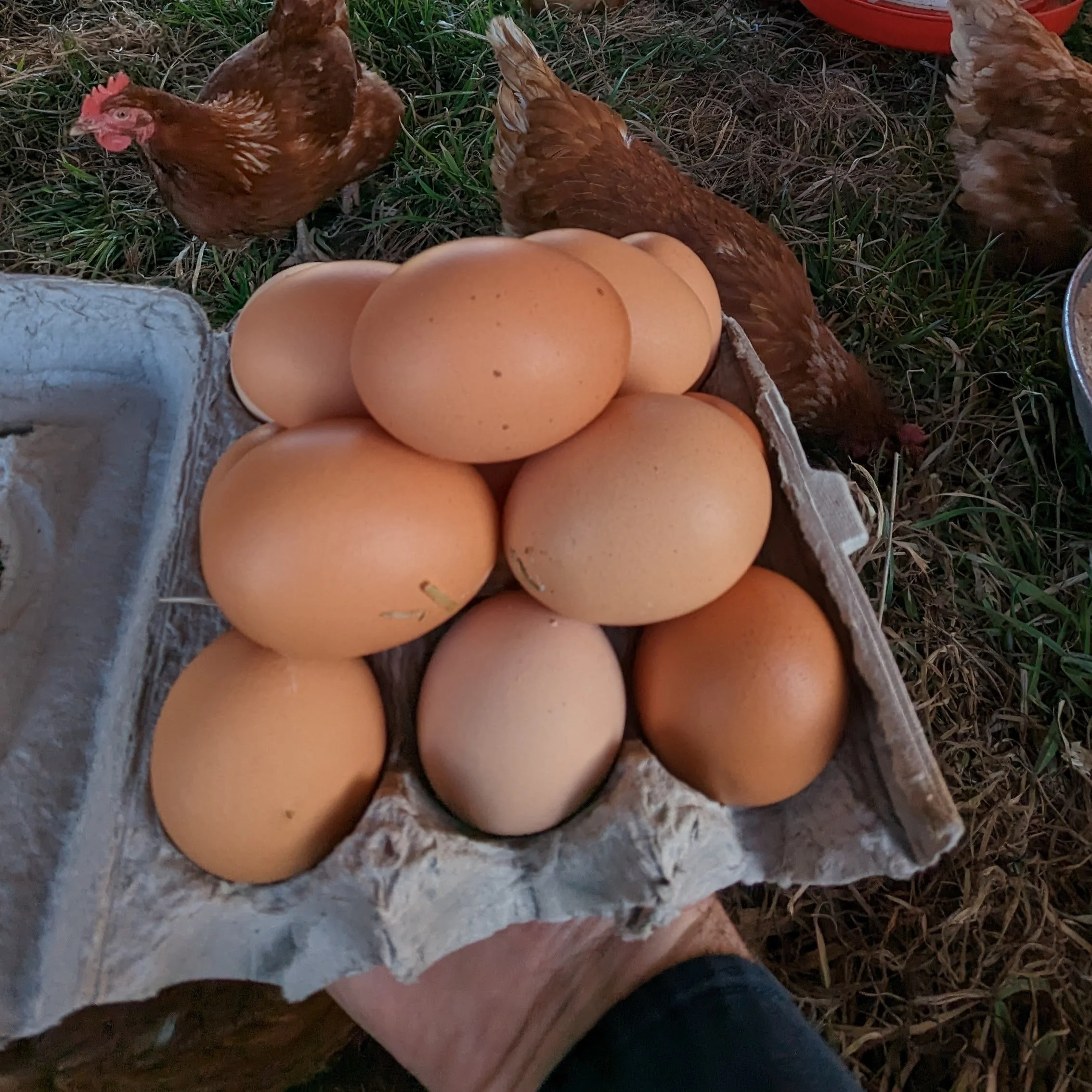 Farm-Fresh Eggs — Rust Hill Ranch
