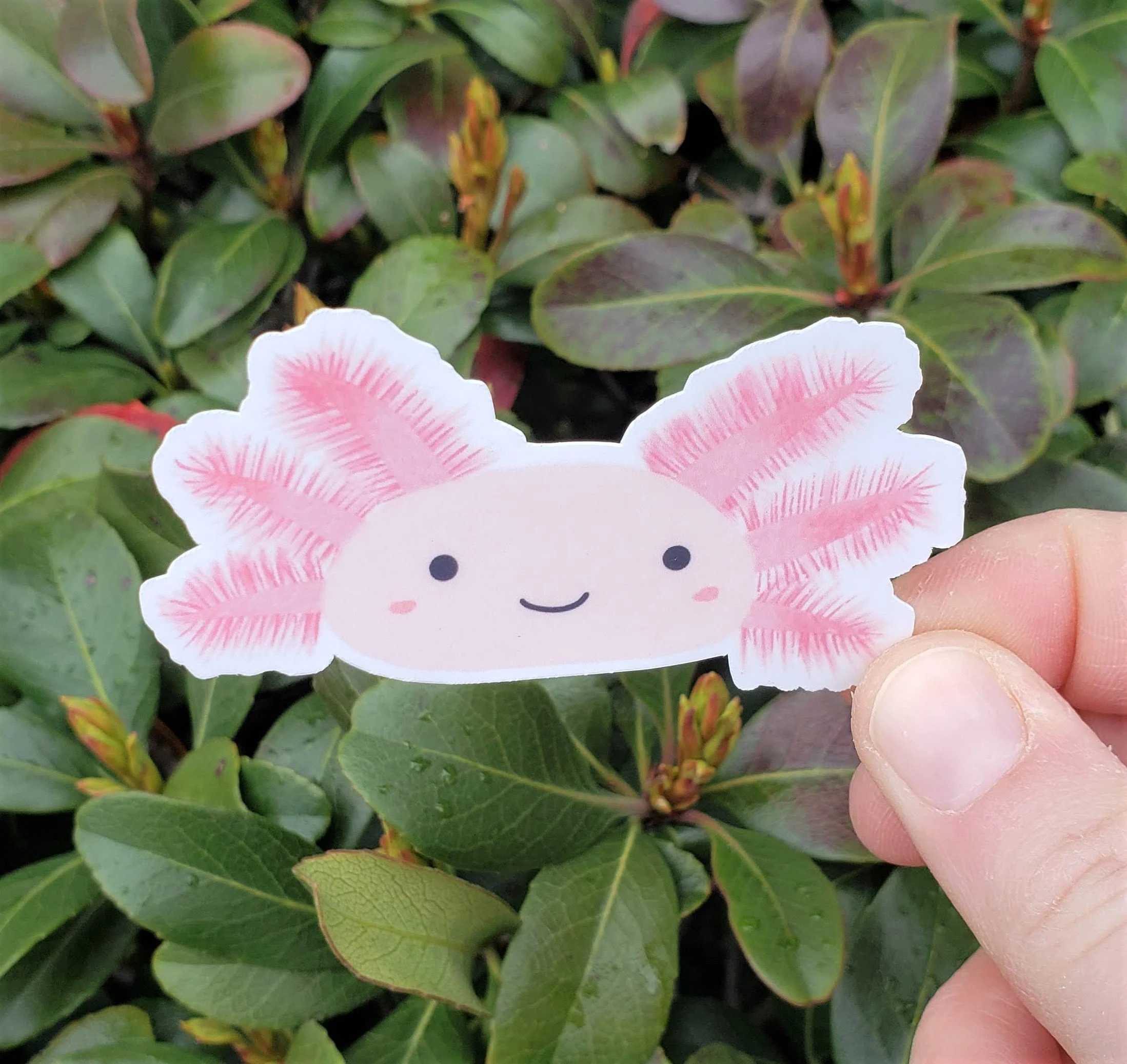 Axolotl Sticker — Paper Daisy Press