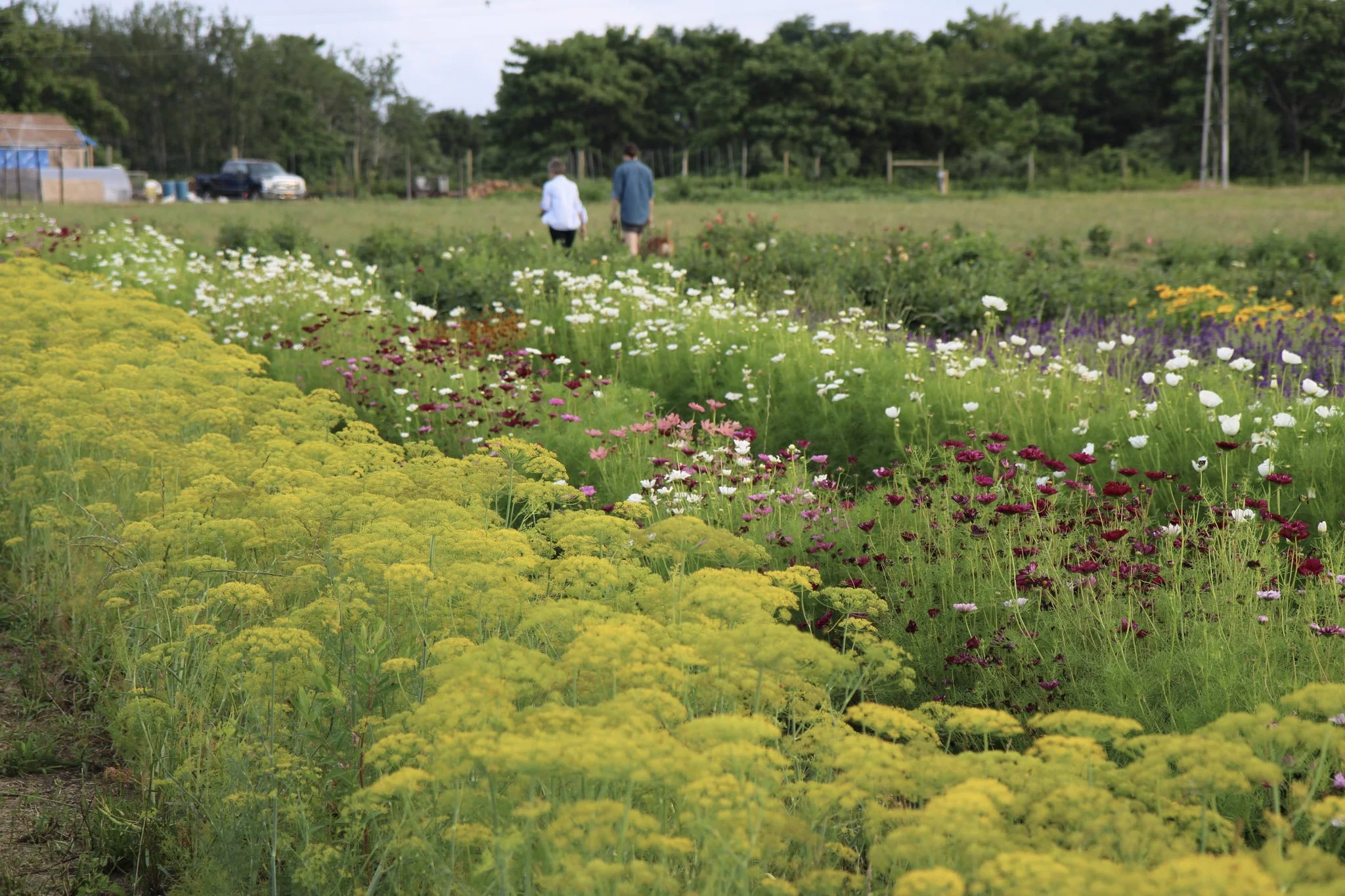 Visit the Farm — North Fork Flower Farm