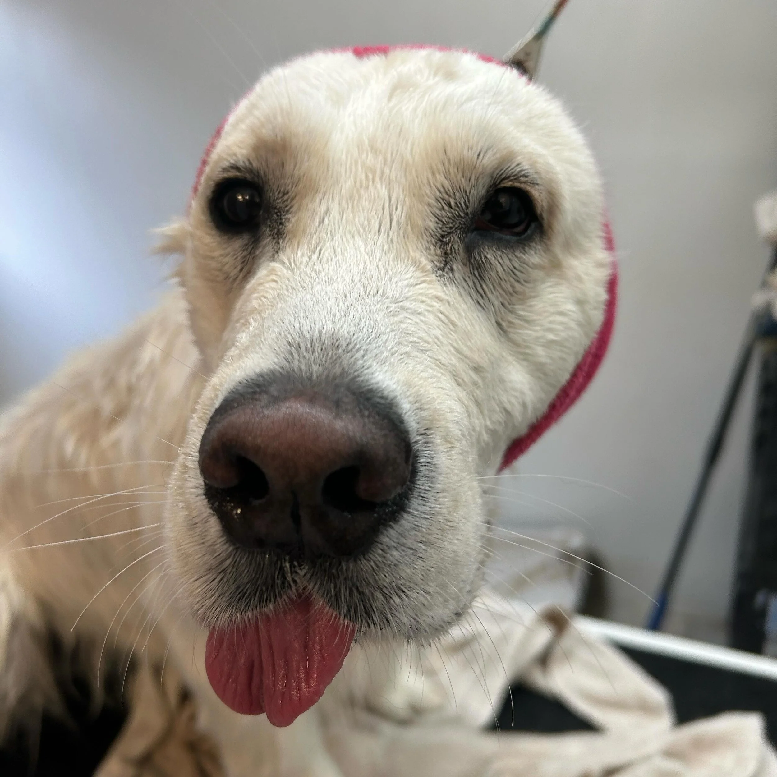 Dog Daze Pet Grooming